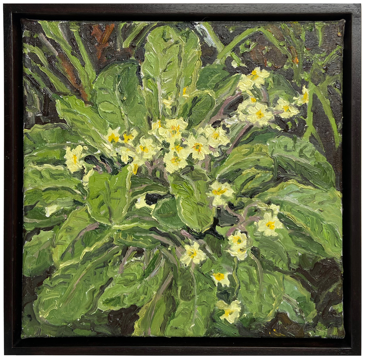 Primrose